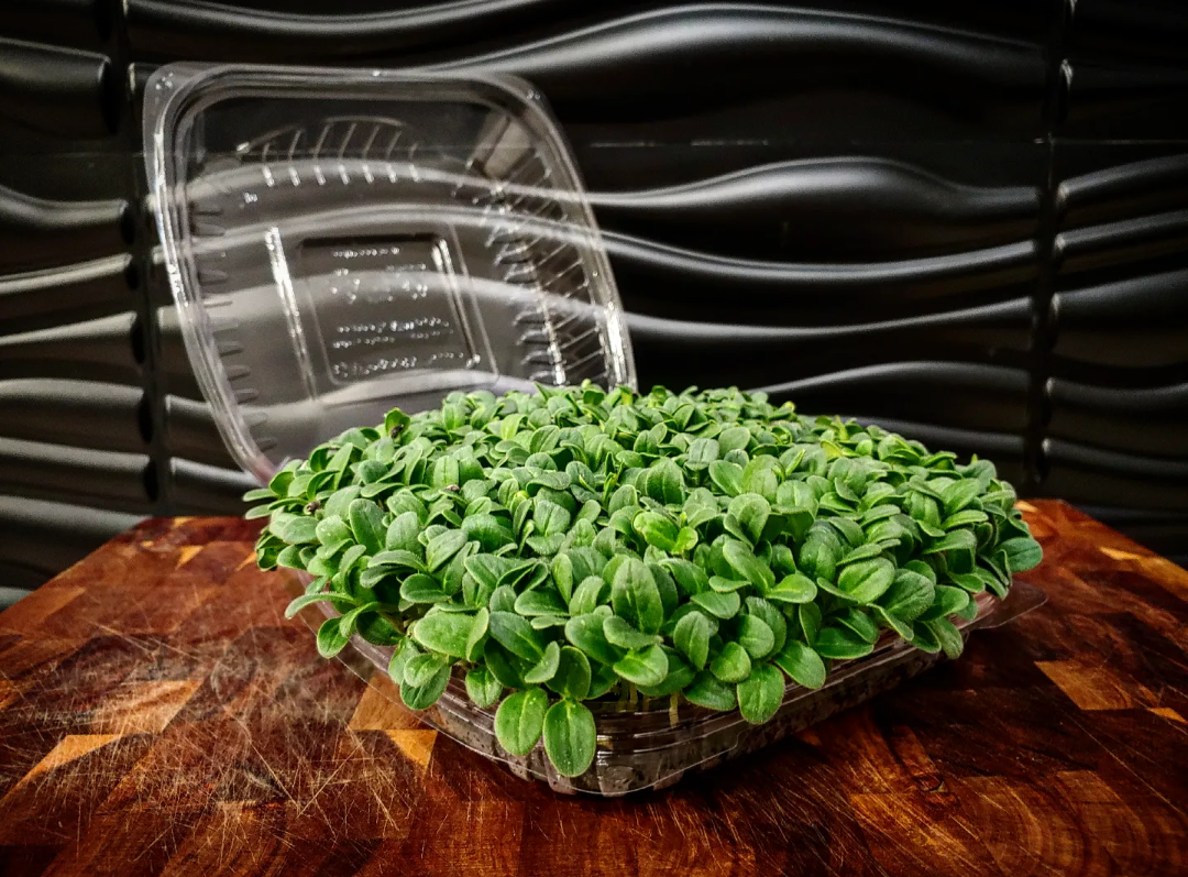 Borage Microgreens (Farmers Market) – Microganic Farm