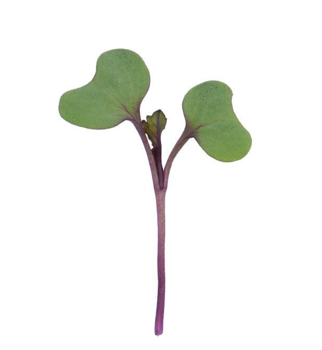 Red Acre Cabbage Microgreen – Microganic Farm