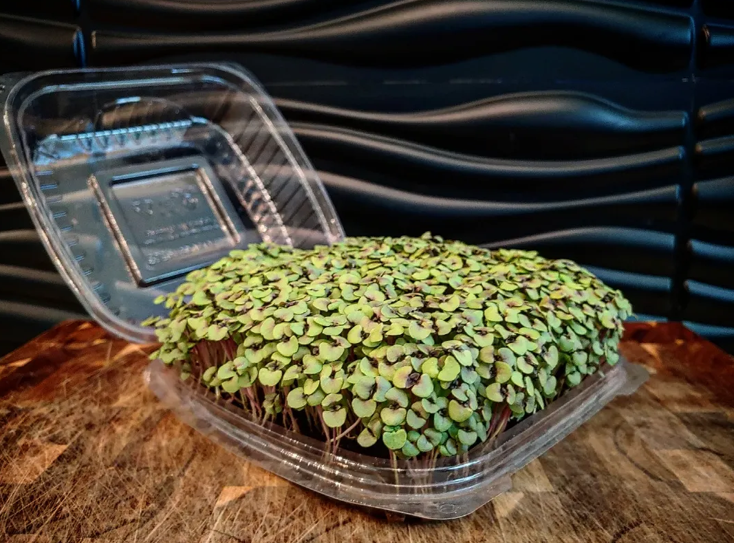 Purple Basil Microgreens (Farmers Market) – Microganic Farm
